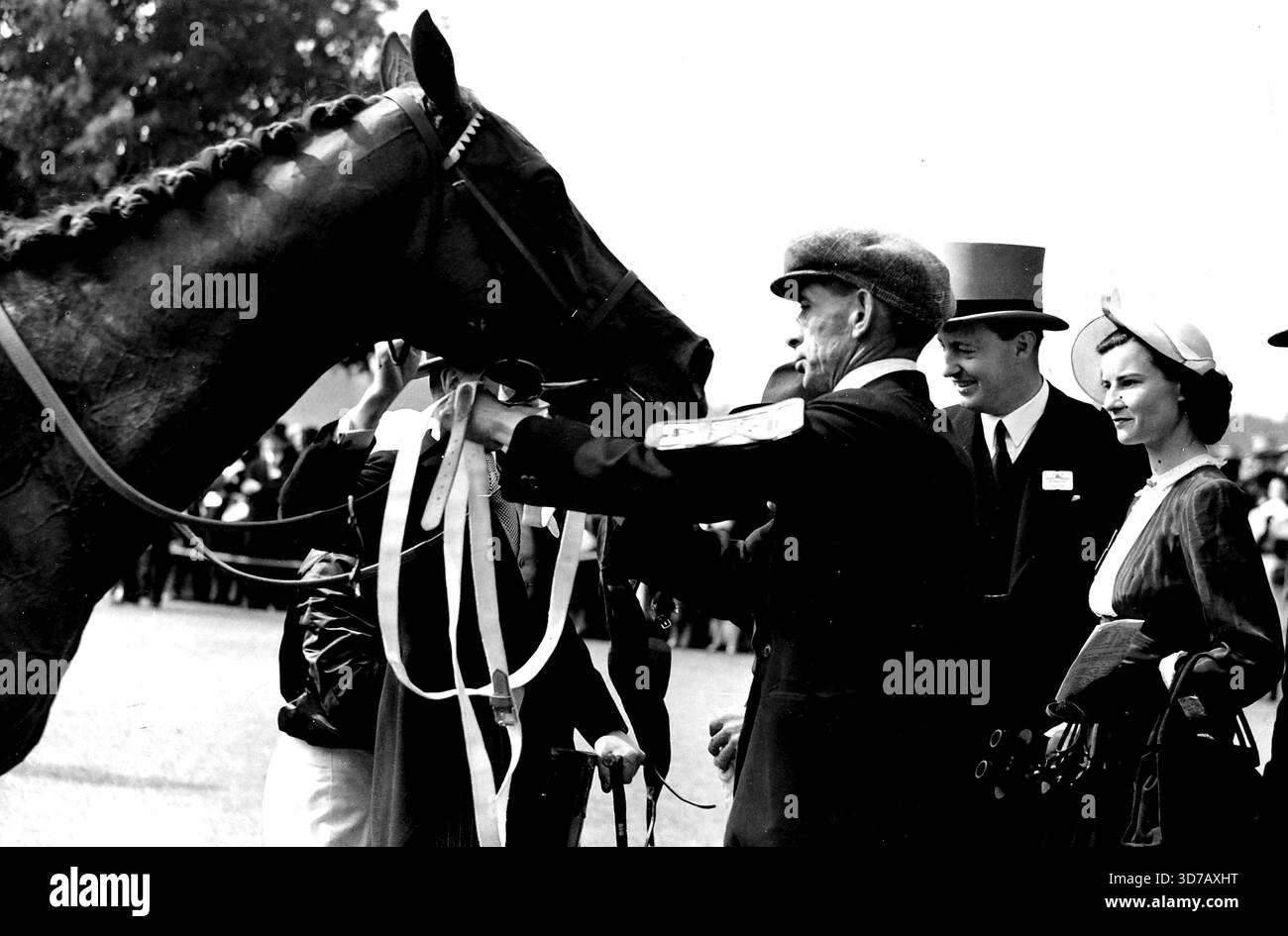 Alycidon horse hi-res stock photography and images - Alamy