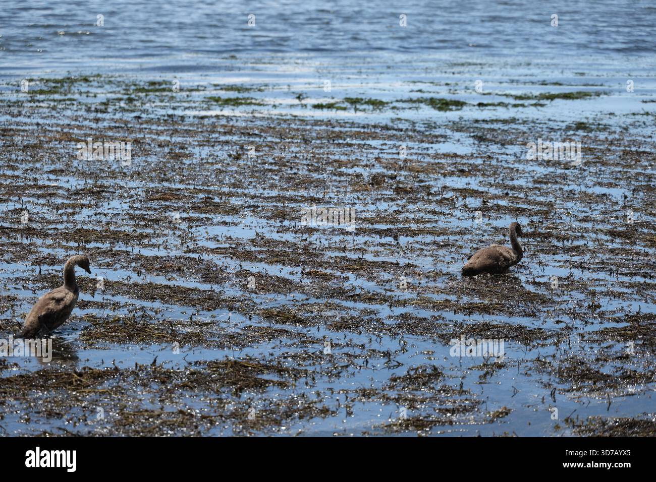 Young Ducks Wading Through Shallow Coastal Seaweed Stock Photo - Alamy