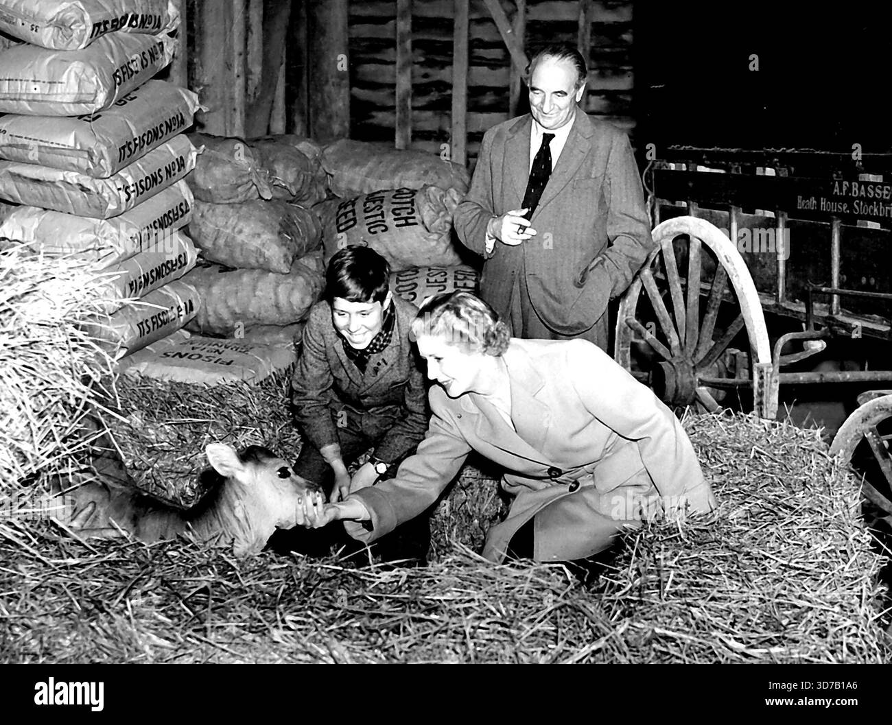 A calf in the straw gets special attention from Lady Docker and her son ...