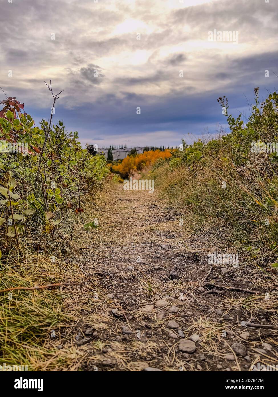 A rugged pathway winds through green grass and shrubs, guiding the eye ...