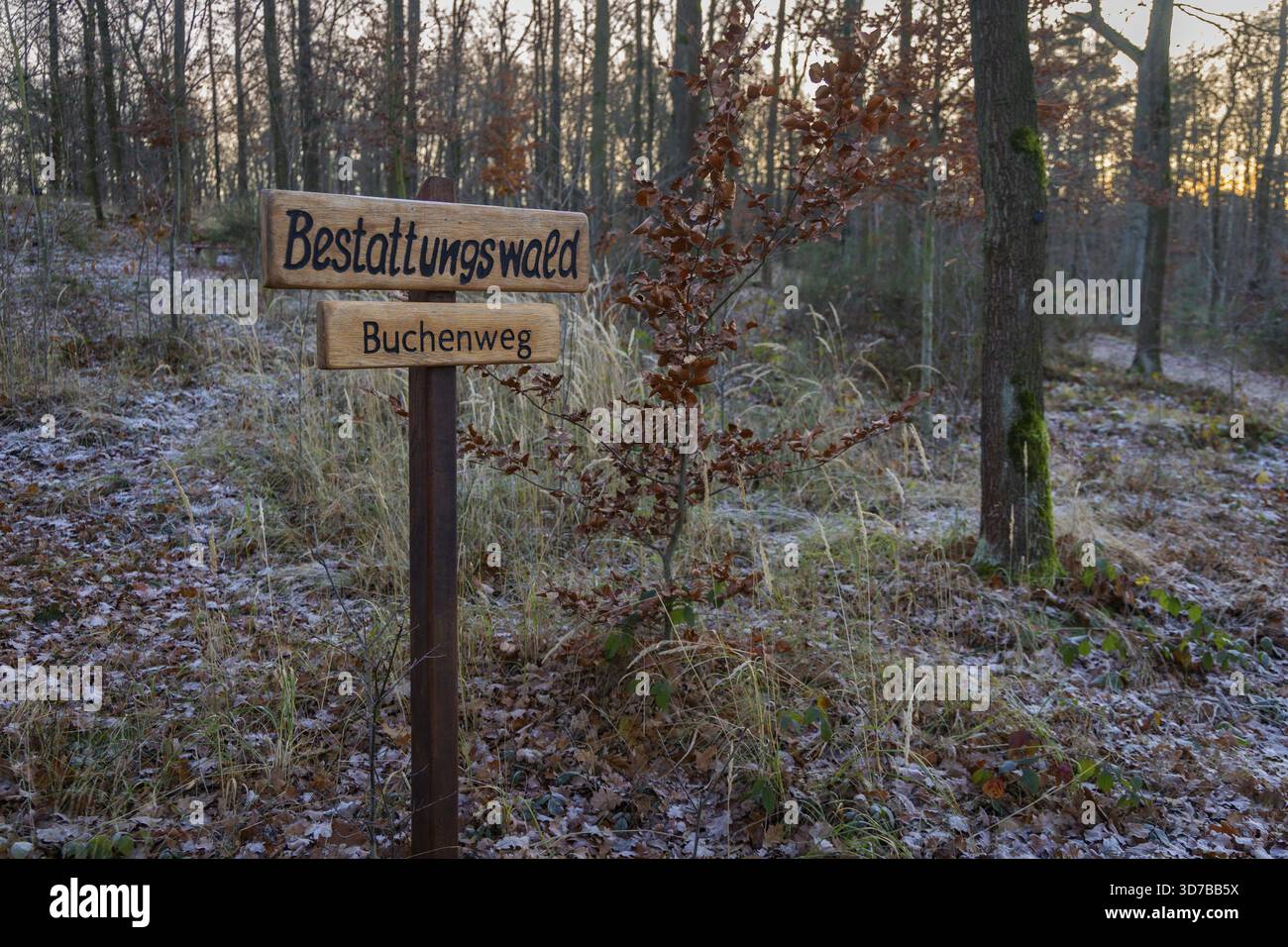 The funeral forest in Coswig is called Naturruhe Friedewald and is a ...