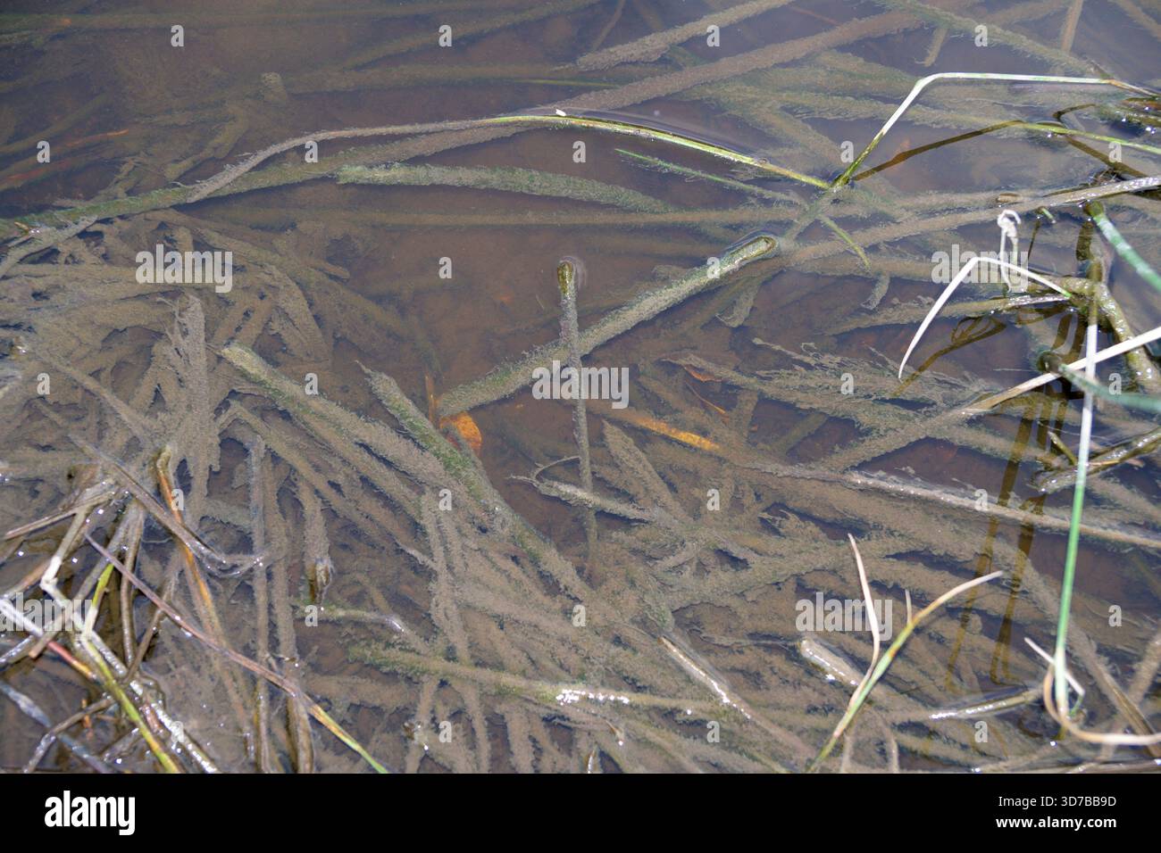 Overhead close up view of submerged reeds and grasses covered in silt ...