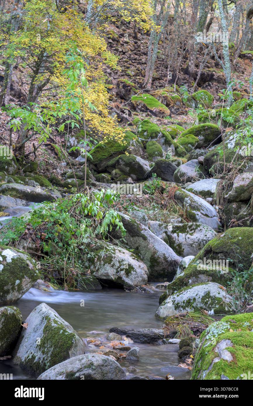 Vertical shot of a rocky stream bed with moss covered boulders and ...