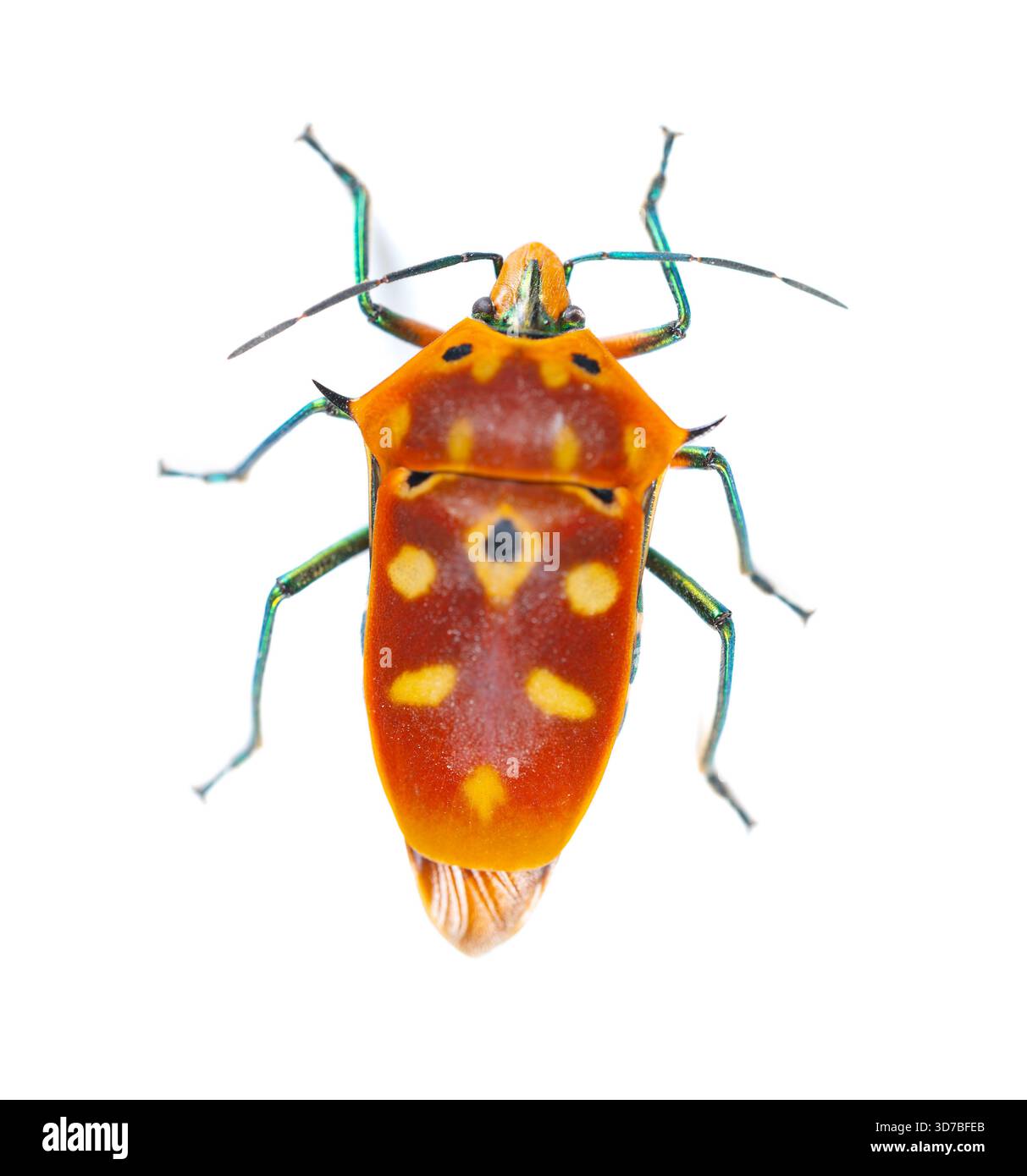 Calliphara hi-res stock photography and images - Alamy