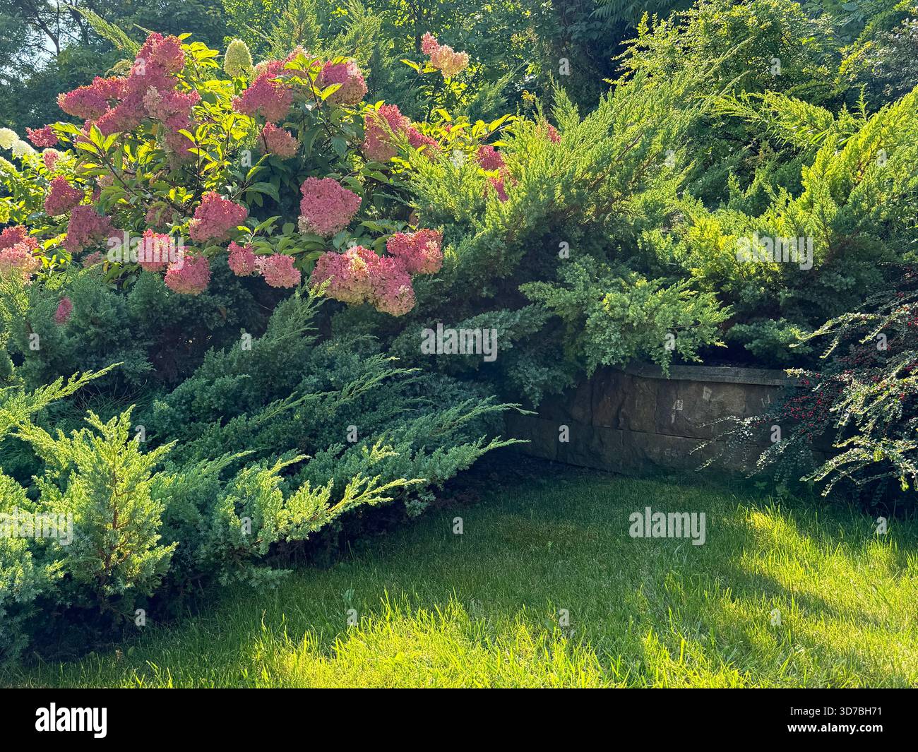 Hydrangea bush and Juniperus horizontalis juniper shrubs in park Stock ...
