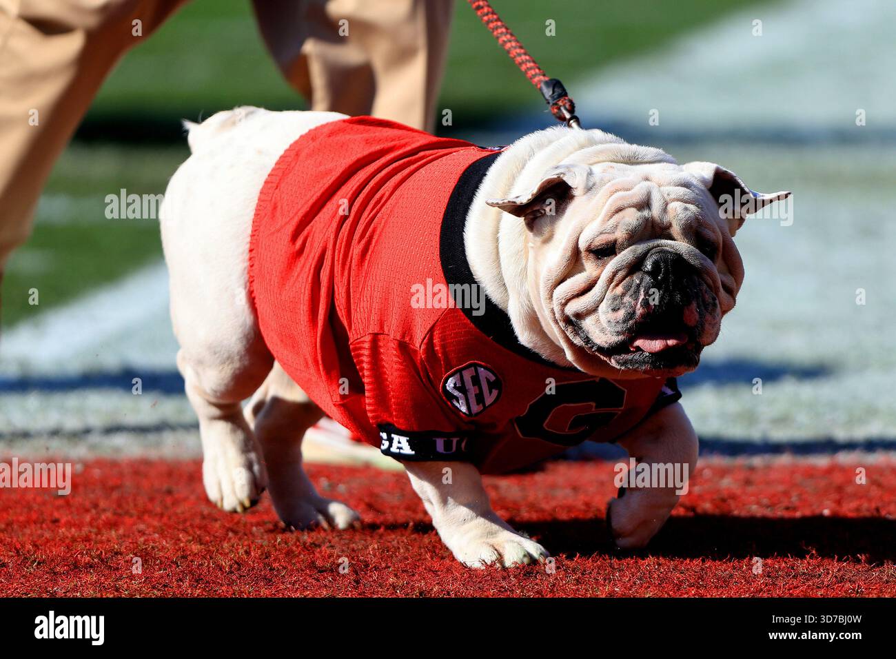 ATHENS, GA - NOVEMBER 22: The University of Georgia live mascot, UGA XI ...