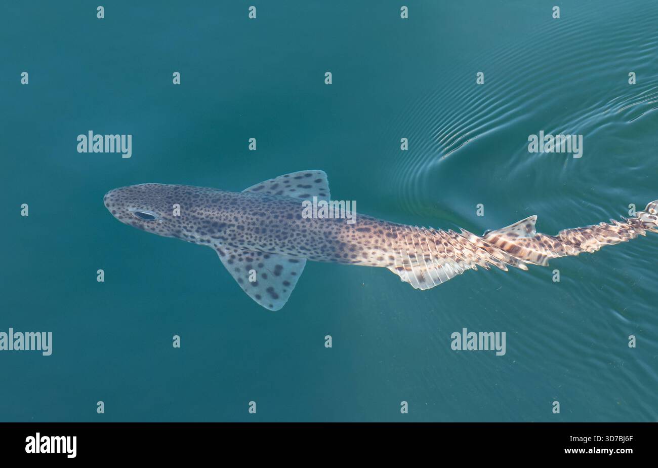 Pintarroja hi-res stock photography and images - Alamy
