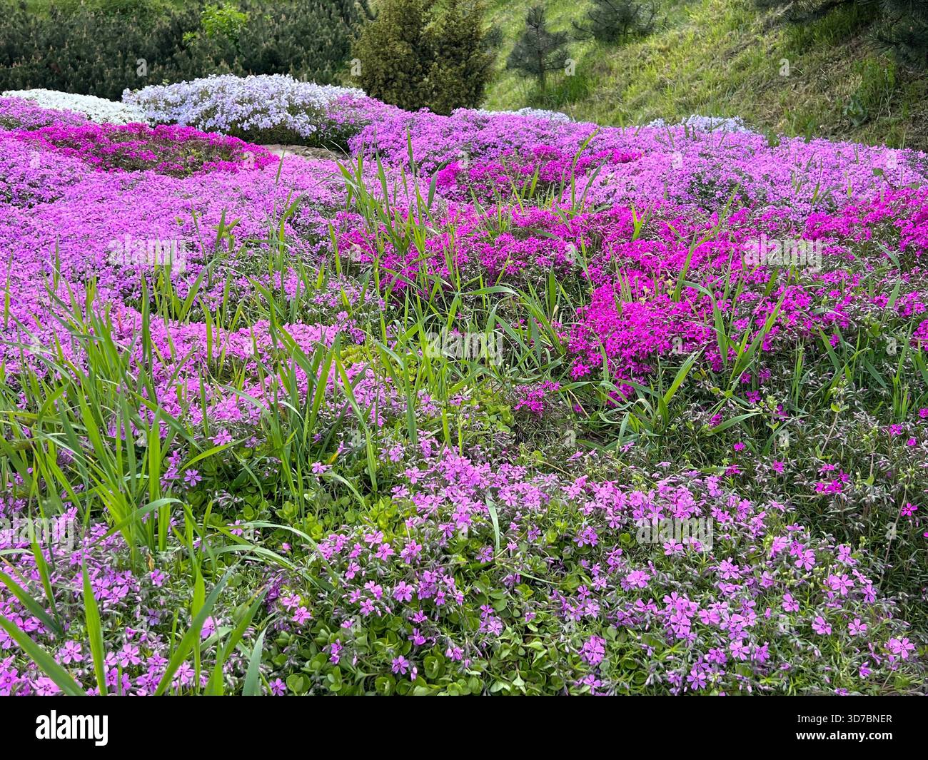 Alpine phlox pink flowers blossom in meadow Stock Photo - Alamy