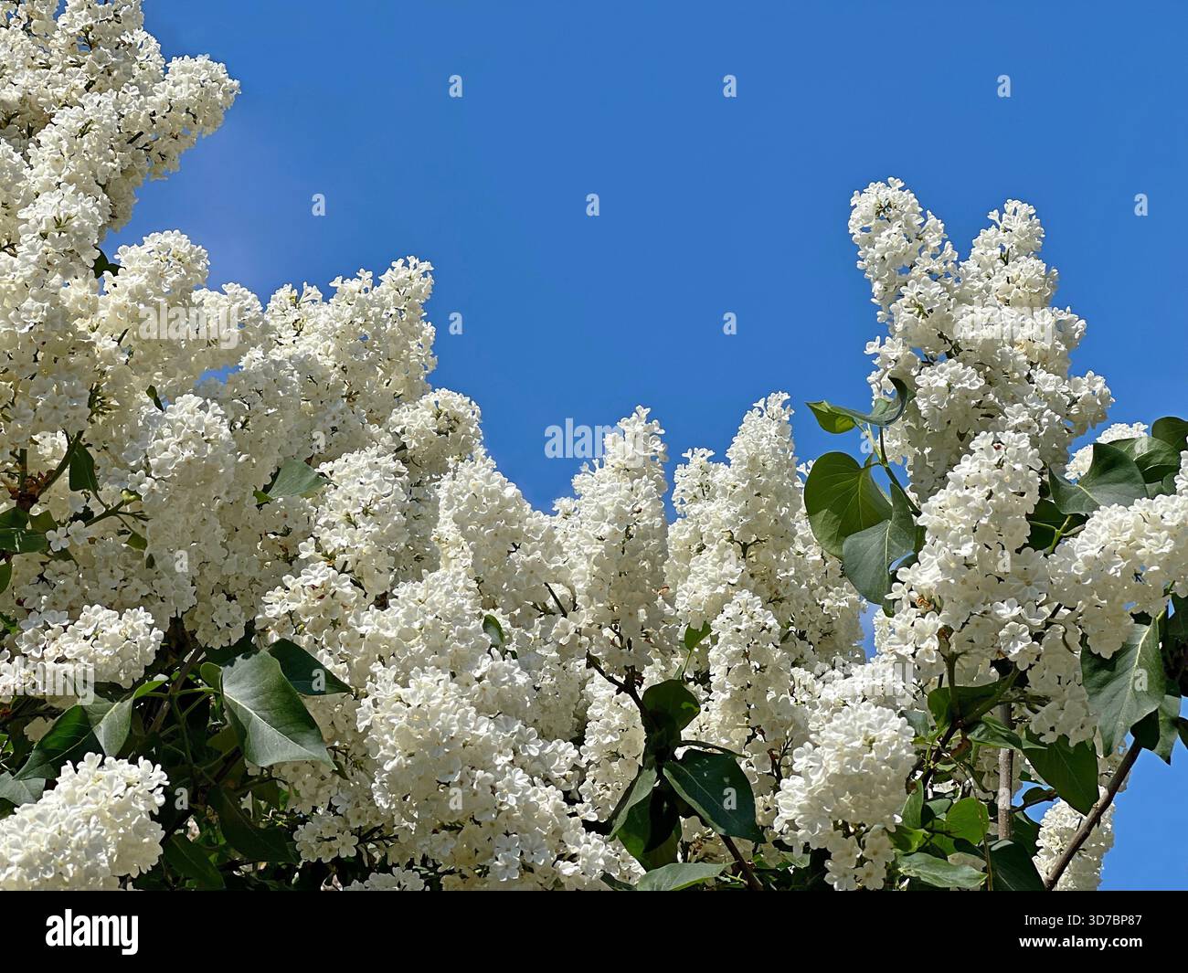Blooming lilac in spring park hi-res stock photography and images - Alamy