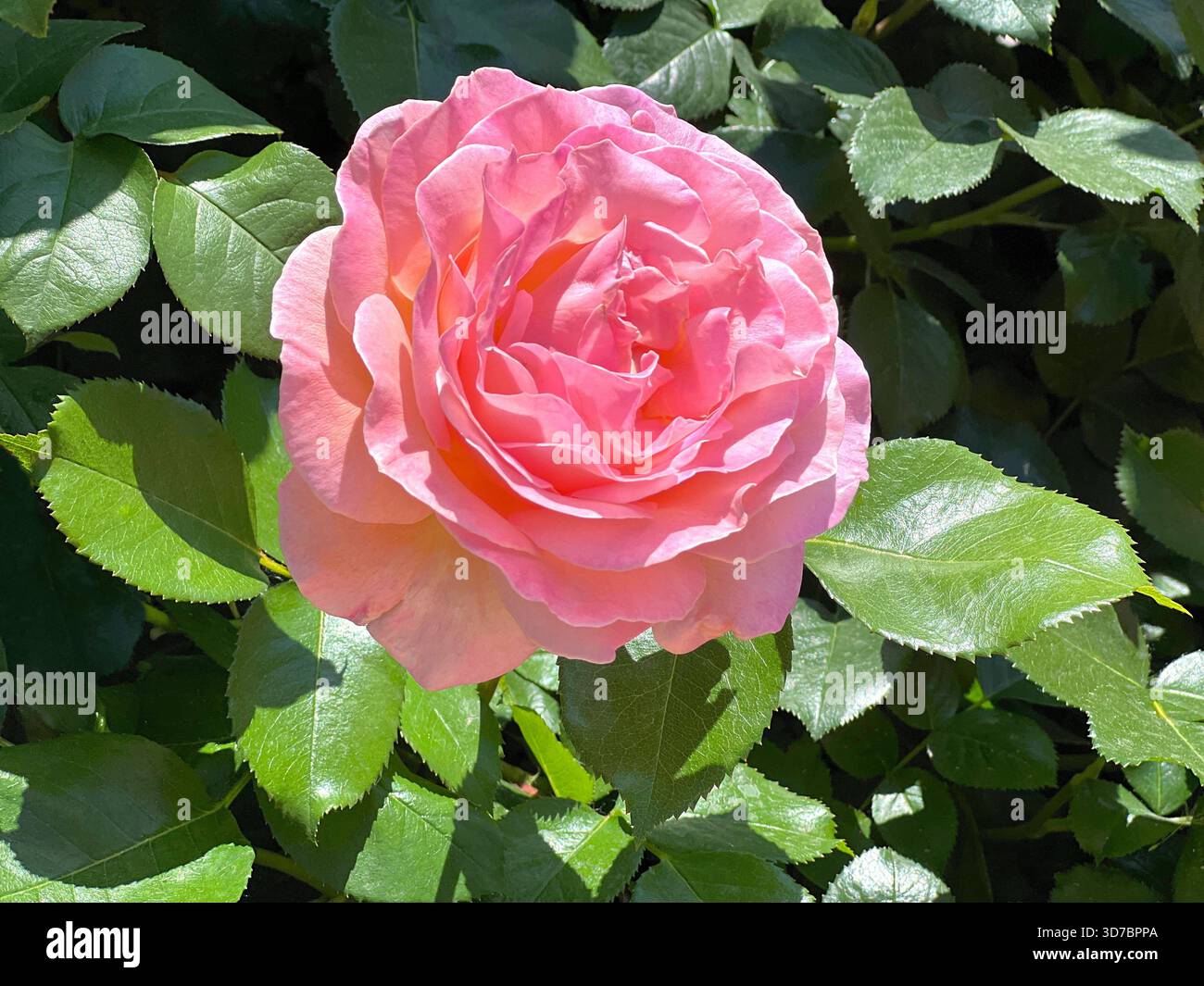 Beautiful english rose flower hi-res stock photography and images - Alamy