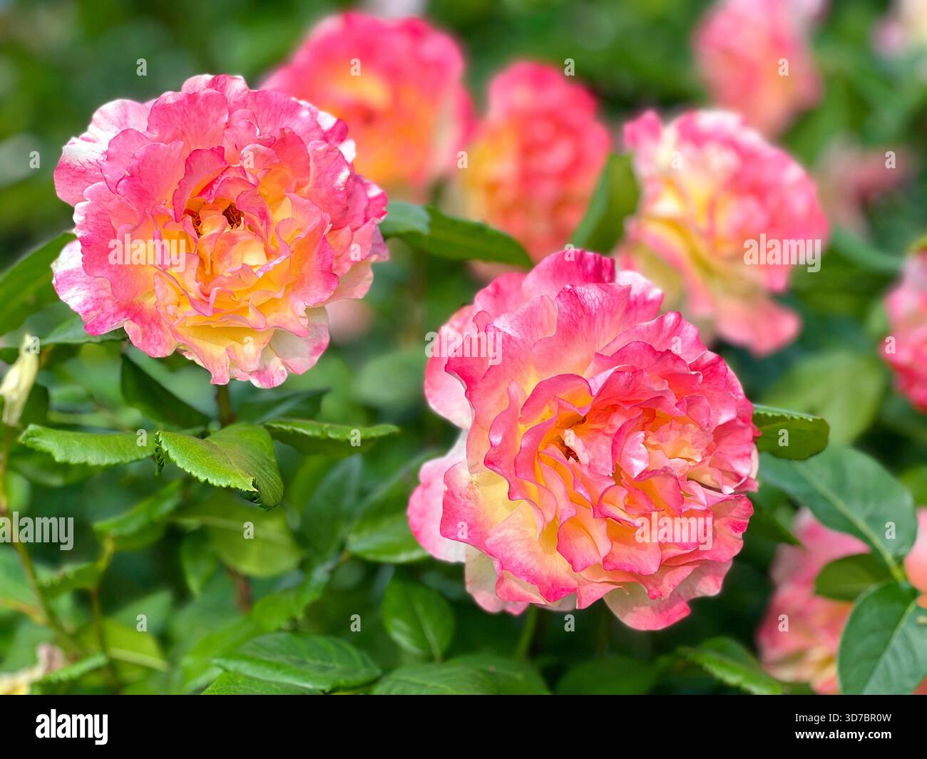 Rosa petas hi-res stock photography and images - Alamy