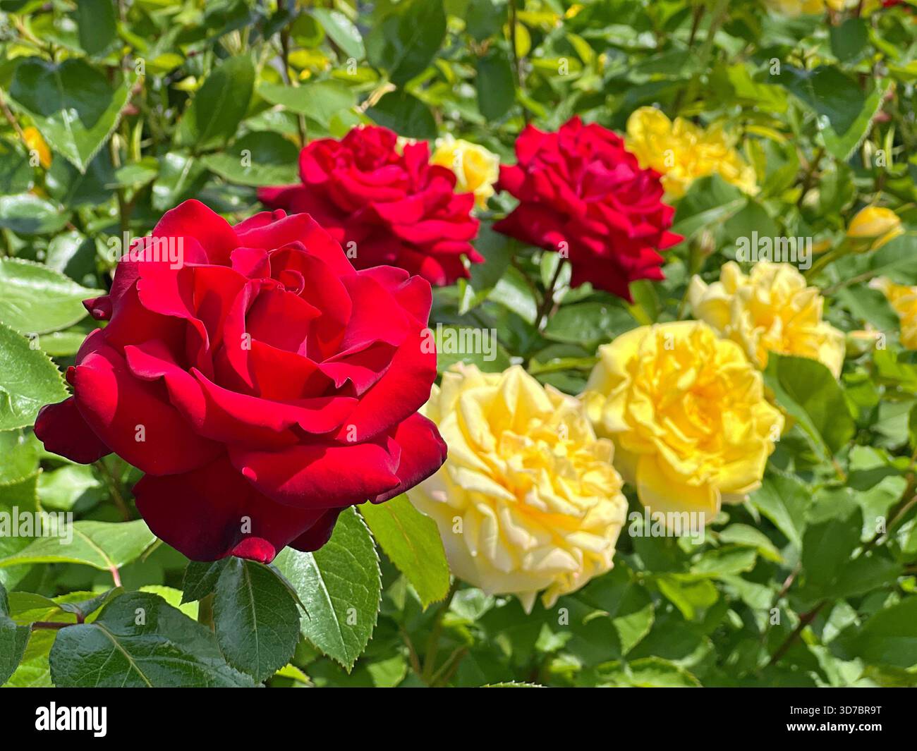 Beautiful red roses blooming in hi-res stock photography and images - Alamy