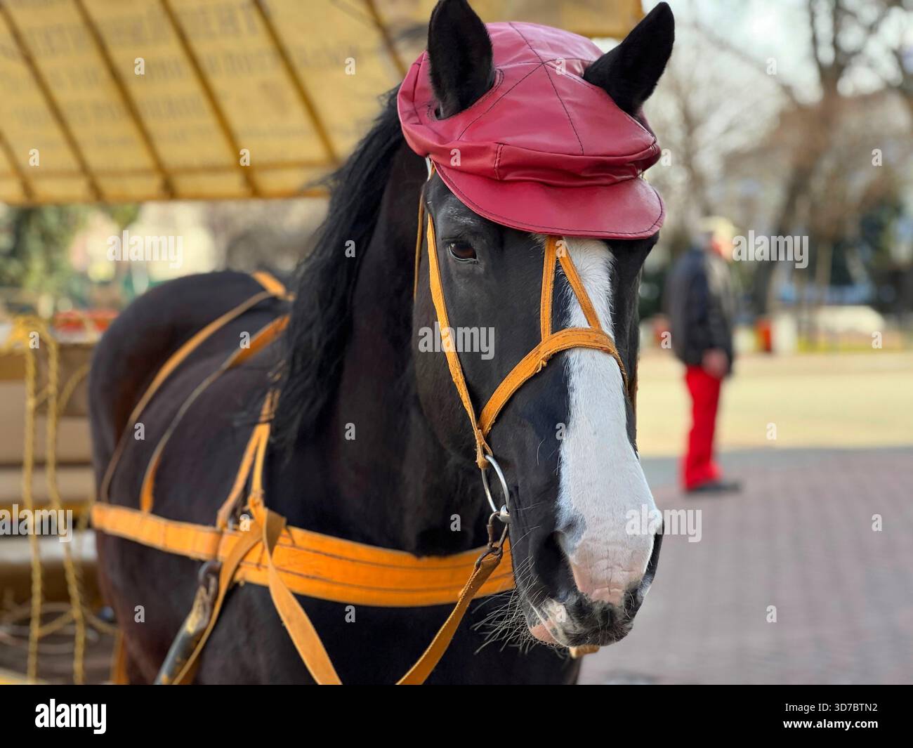 Cute horse with red cap on his head Stock Photo - Alamy