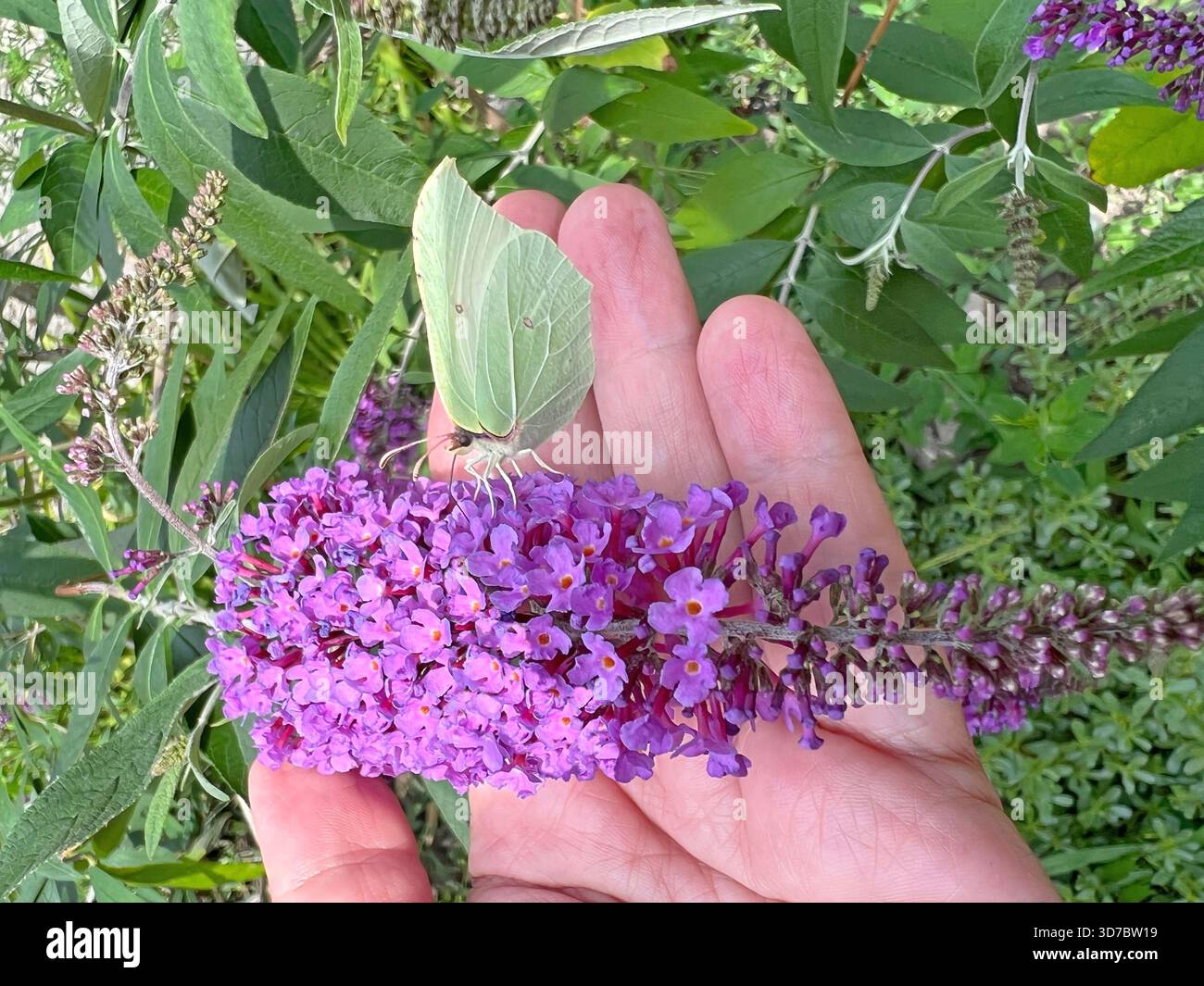Yellow butterflypicking pollen from Buddleia butterfly bush purple ...