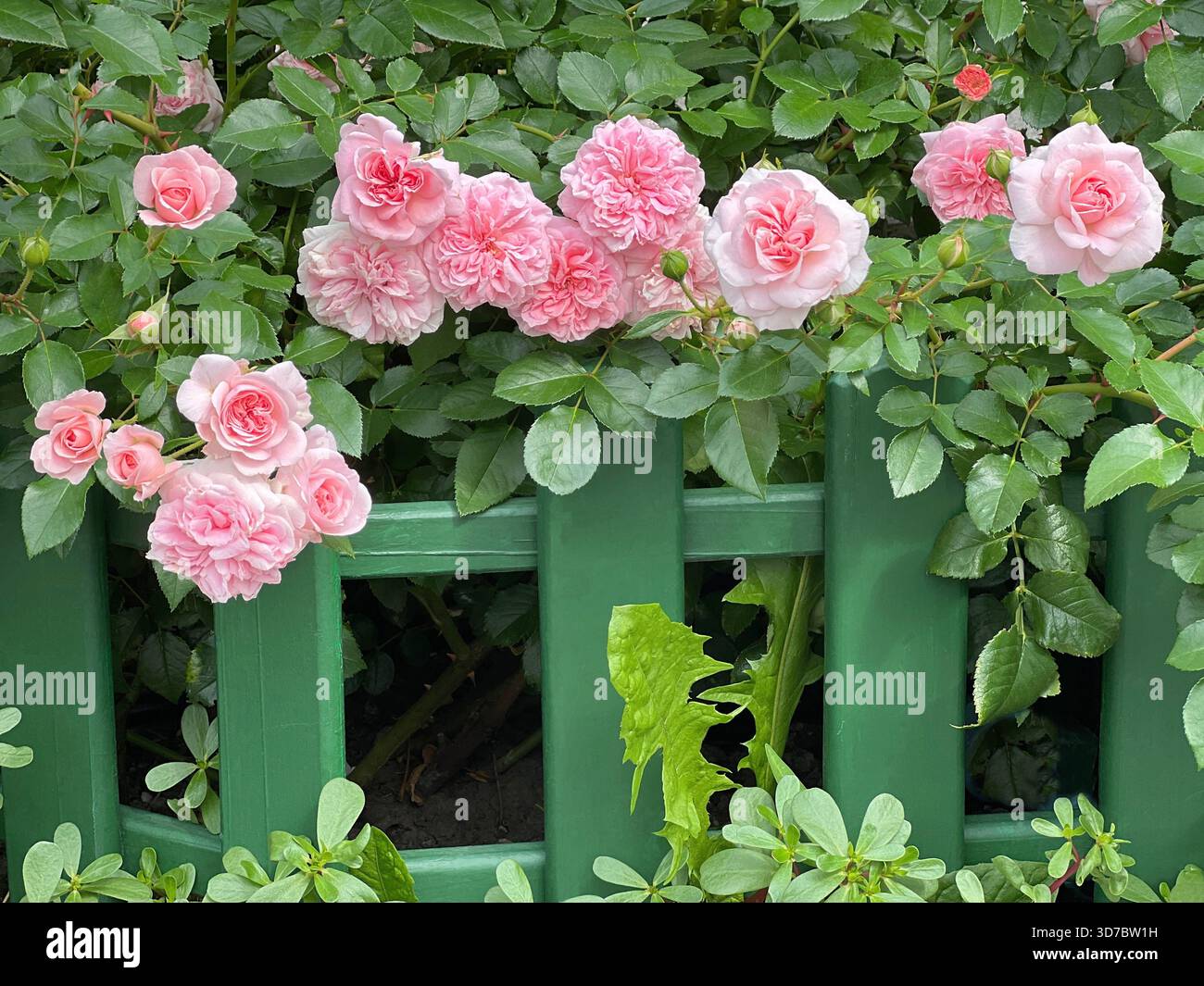 Amazing roses climbing rose bush on the green fence Stock Photo - Alamy