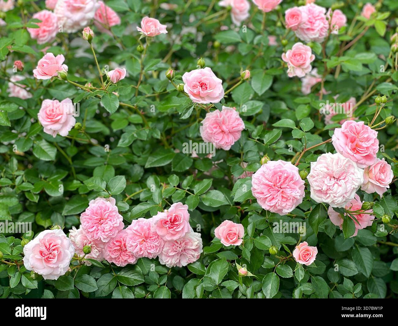 Beautiful roses in the garden Stock Photo - Alamy