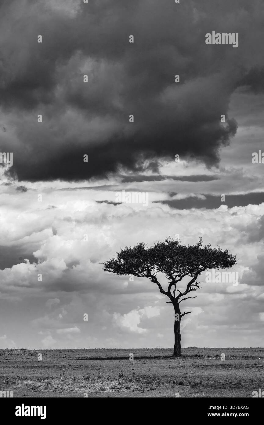 Fine art images capturing East Africa’s vast savannas, acacia trees ...