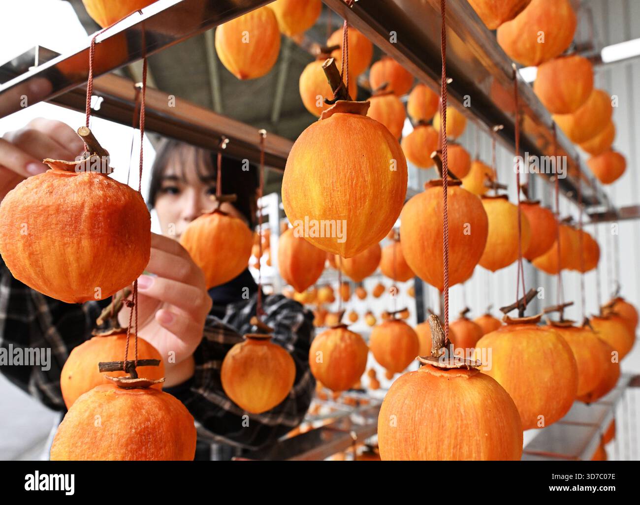 The production of Dojo Hachiya Persimmon, one kind of Japanese dried ...