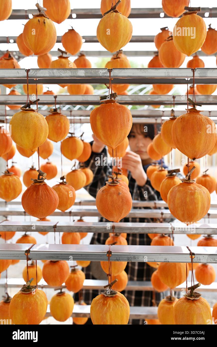 The production of Dojo Hachiya Persimmon, one kind of Japanese dried ...