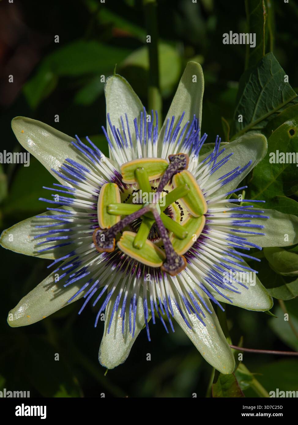 Close-up of a blue passion flower (Passiflora caerulea) showing its ...