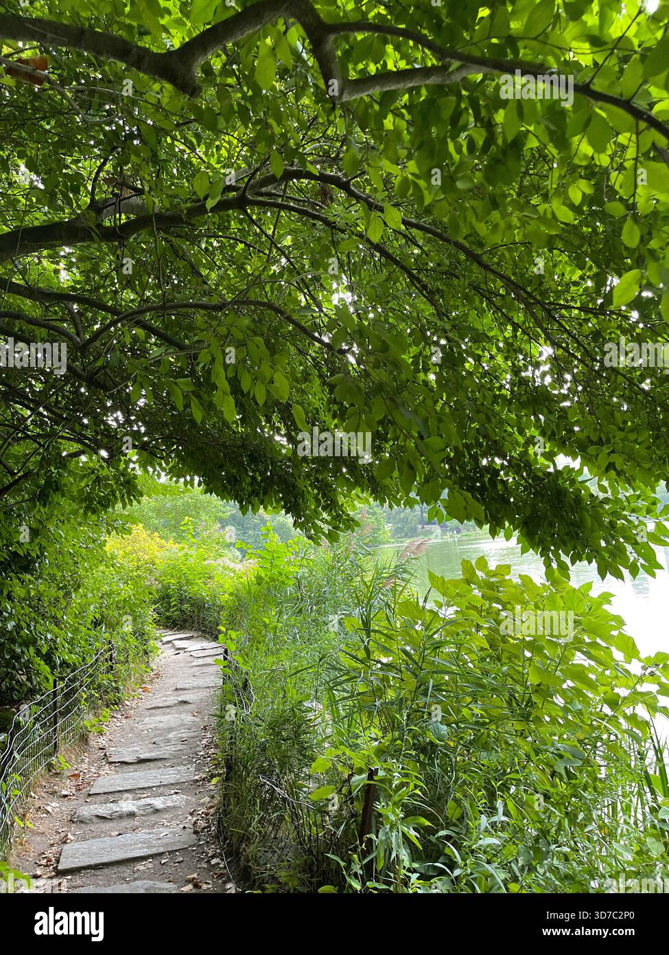 A peaceful spring path lined with fresh green trees in Central Park ...