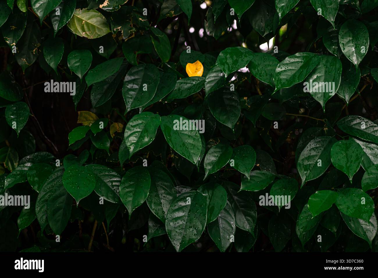 The Singapore Botanic Gardens is a 164-year-old tropical garden located ...