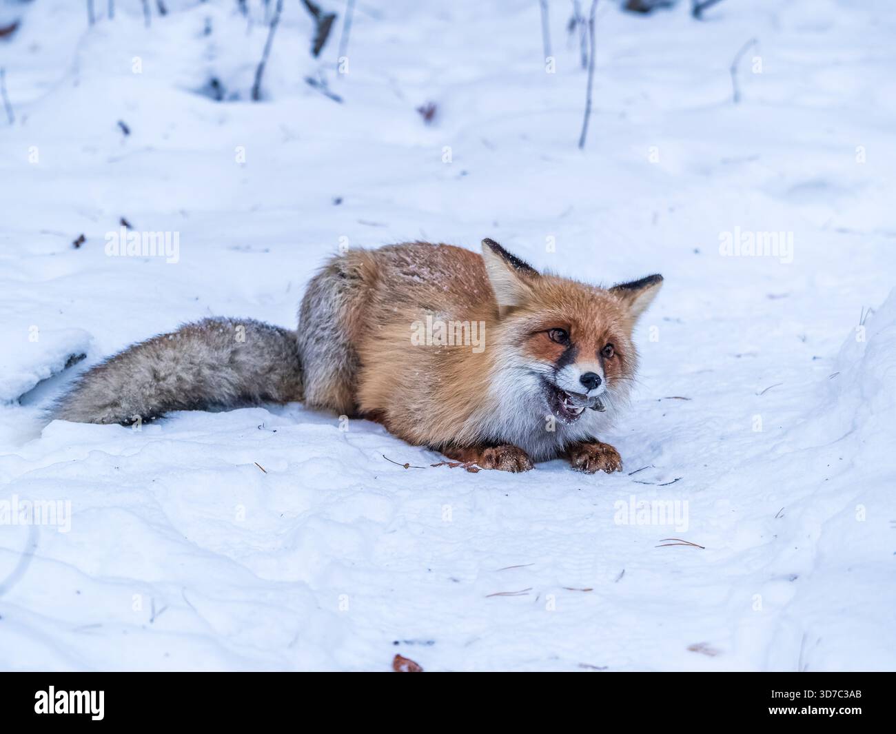 European Red Fox (Vulpes vulpes) in winter forest. Wildlife scene from ...