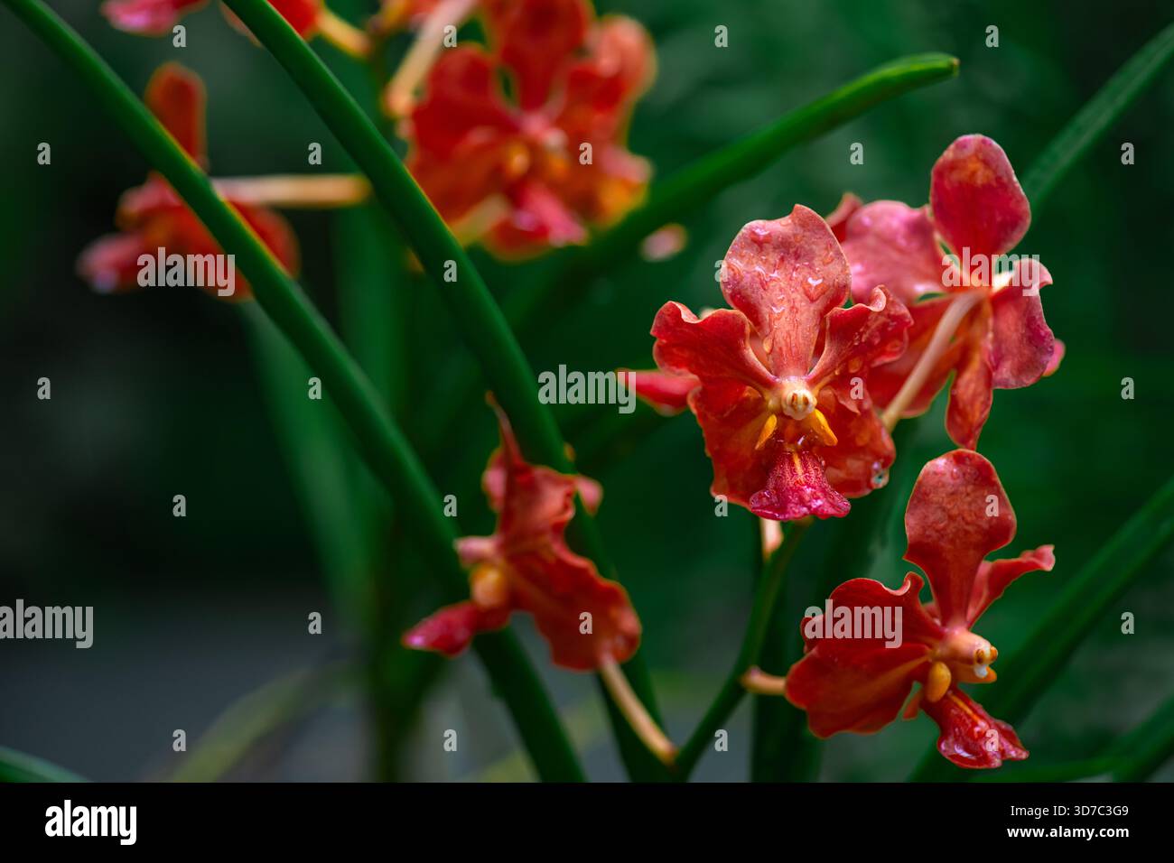 Various colors of Papilionanda orchids add vibrant beauty to the ...