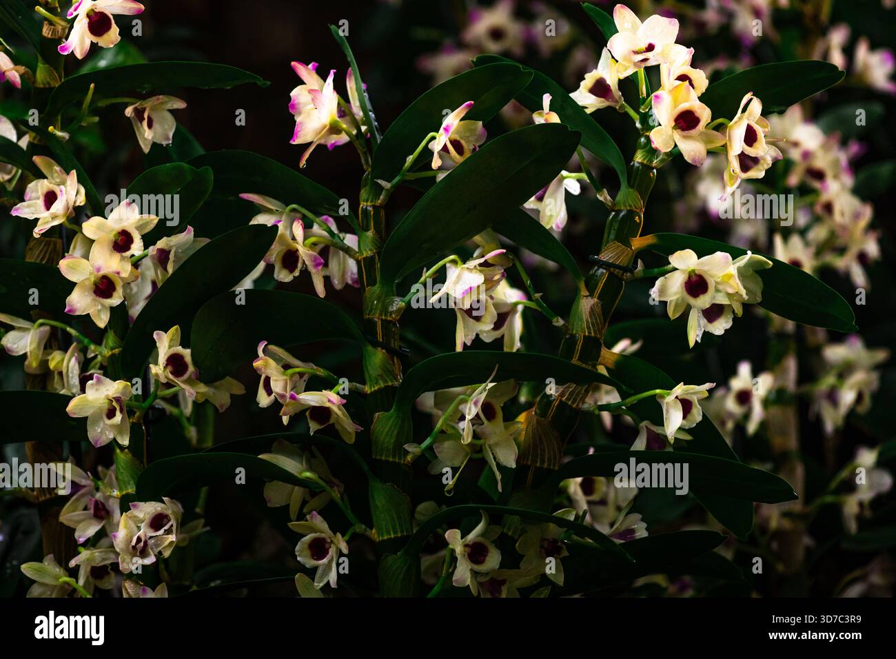 Dendrobium orchid blooming on branch with drop of water after rain in ...