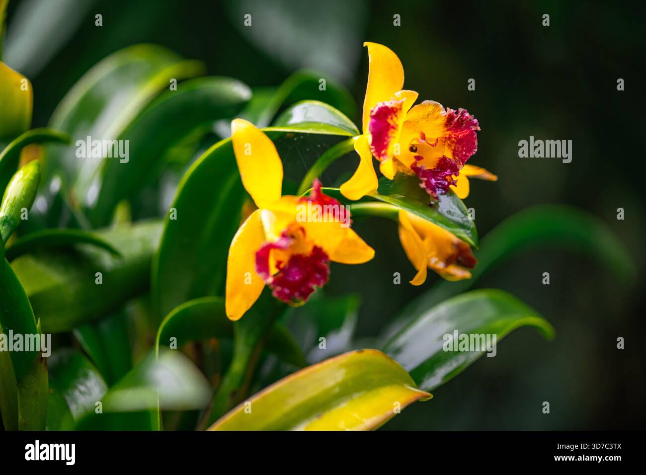 Cattleya or Cattleya (Cattleya) orchids, beautiful flowers, fragrant ...