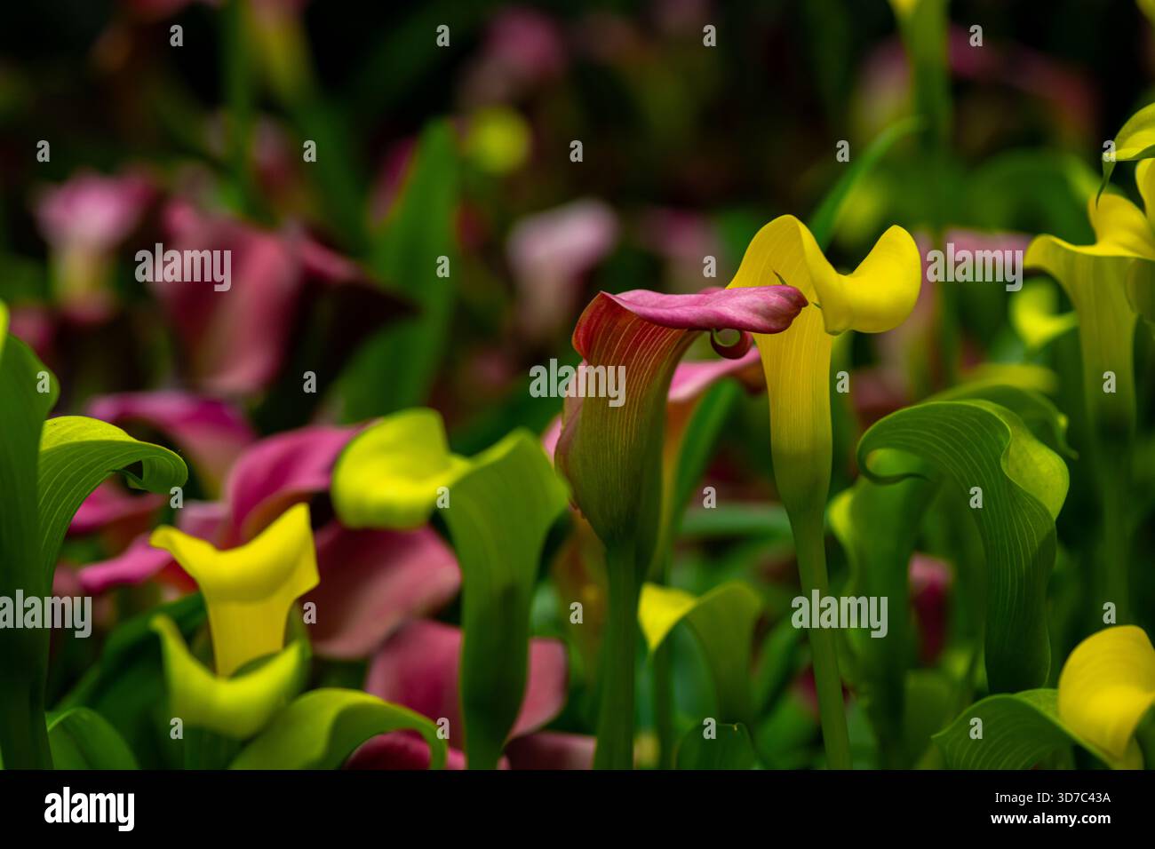yellow red and pueple flower of Calla lily Arum lily Gold calla ...