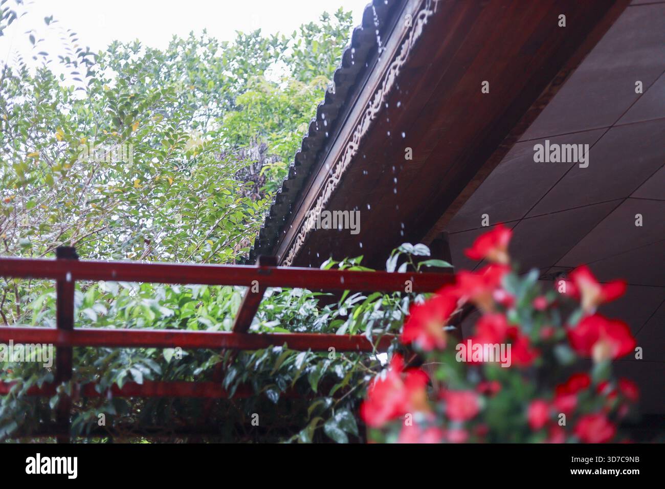 Calm scene of rain with water drop falling from wood roof. soft focus ...