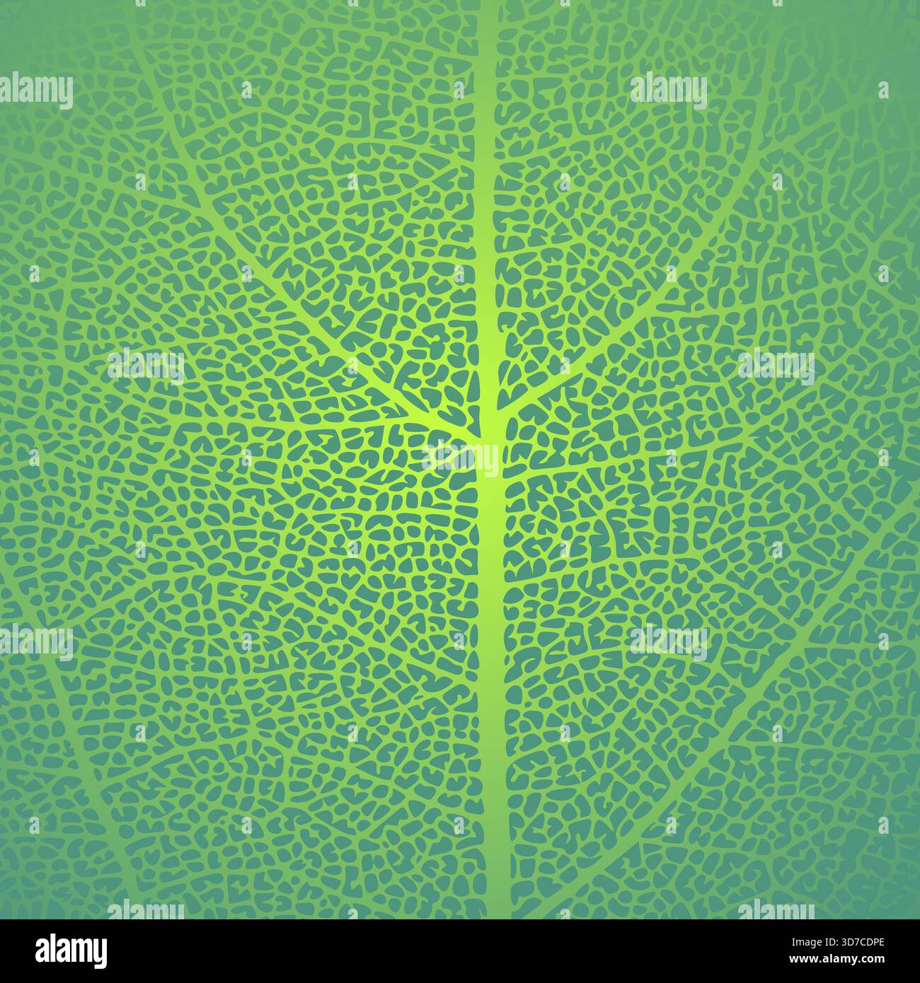 Leaf vein texture abstract background with close up plant leaf cells ...