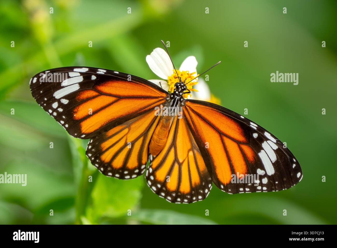 Common Tiger butterfly - Danaus genutia, beautiful common butterfly ...