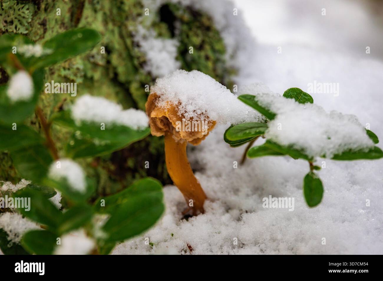 Photo of bright chanterelle mushrooms partially covered by fresh snow ...