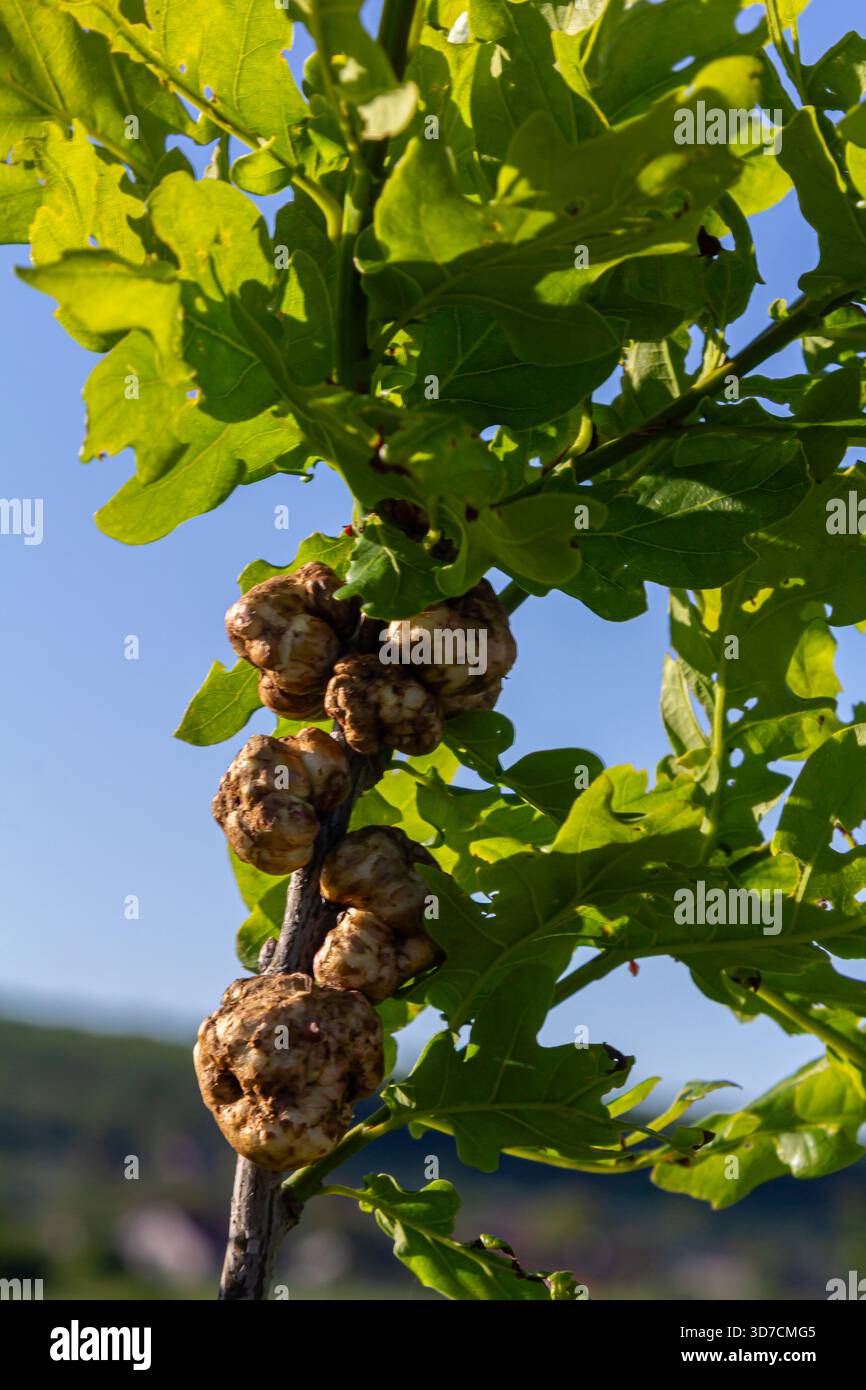 Galls pests pest hi-res stock photography and images - Alamy