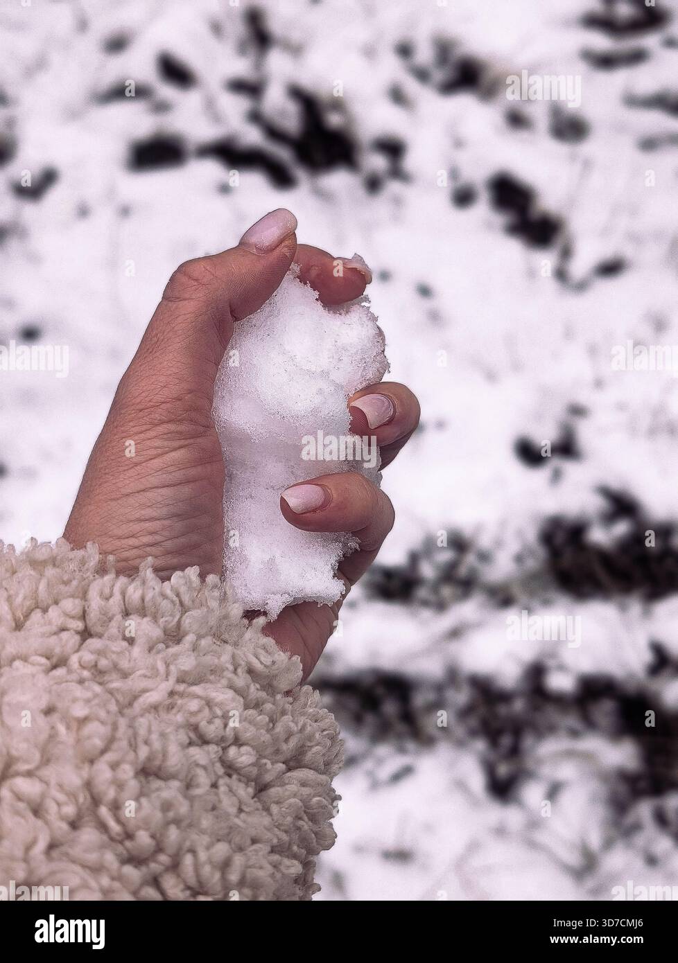 hand holding a fresh fluffy piece of first winter snow Stock Photo - Alamy
