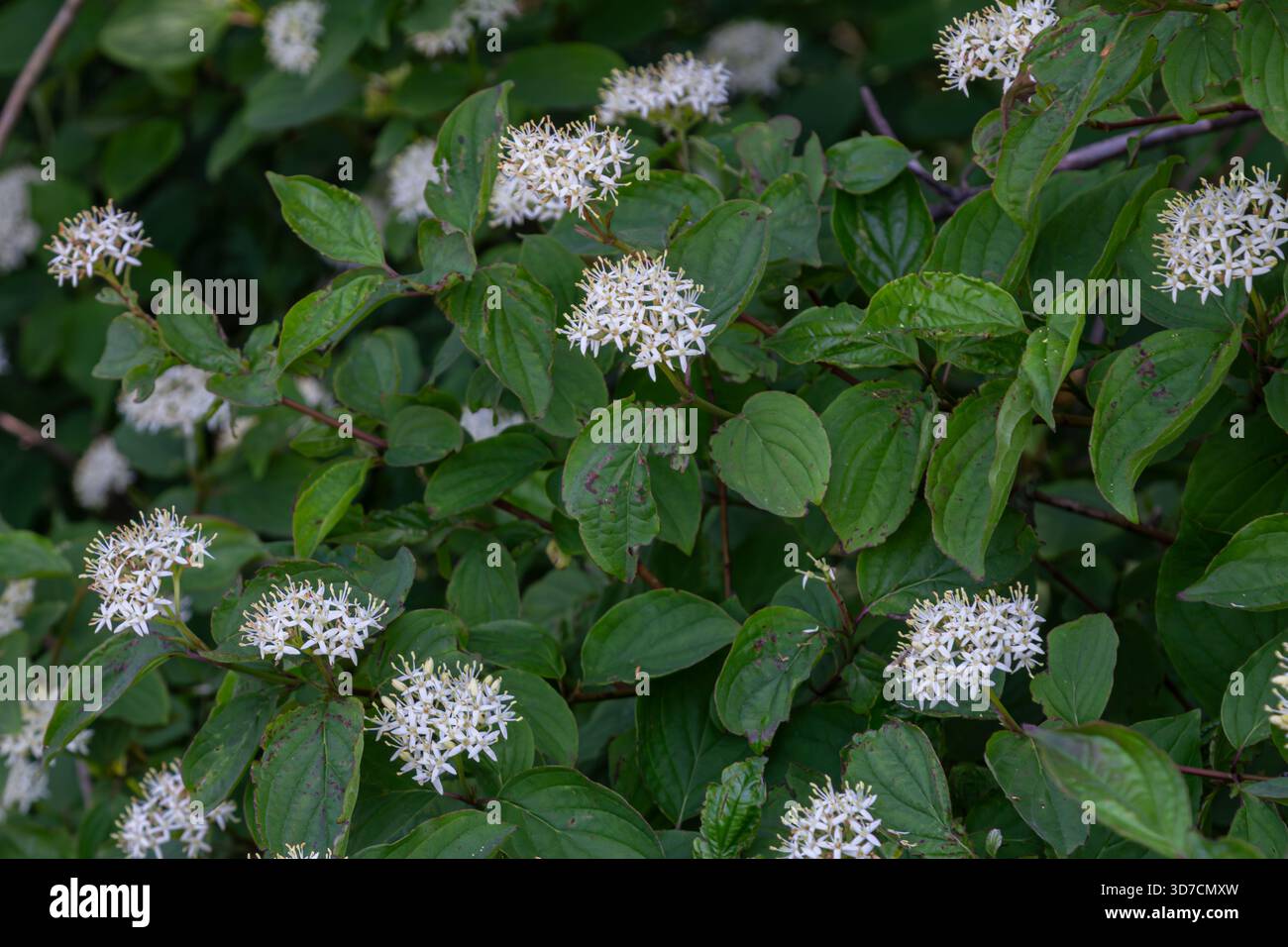 Cornus Sanguinea Also Known As Common Dogwood Blooms With Clusters Of cornus-sanguinea-also-known-as-common-dogwood-blooms-with-clusters-of
