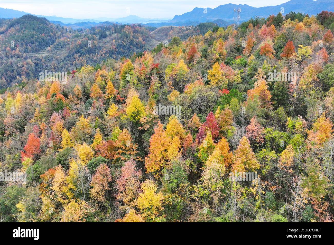 Aerial photo shows the winter scenery of a forest in Youyang County ...