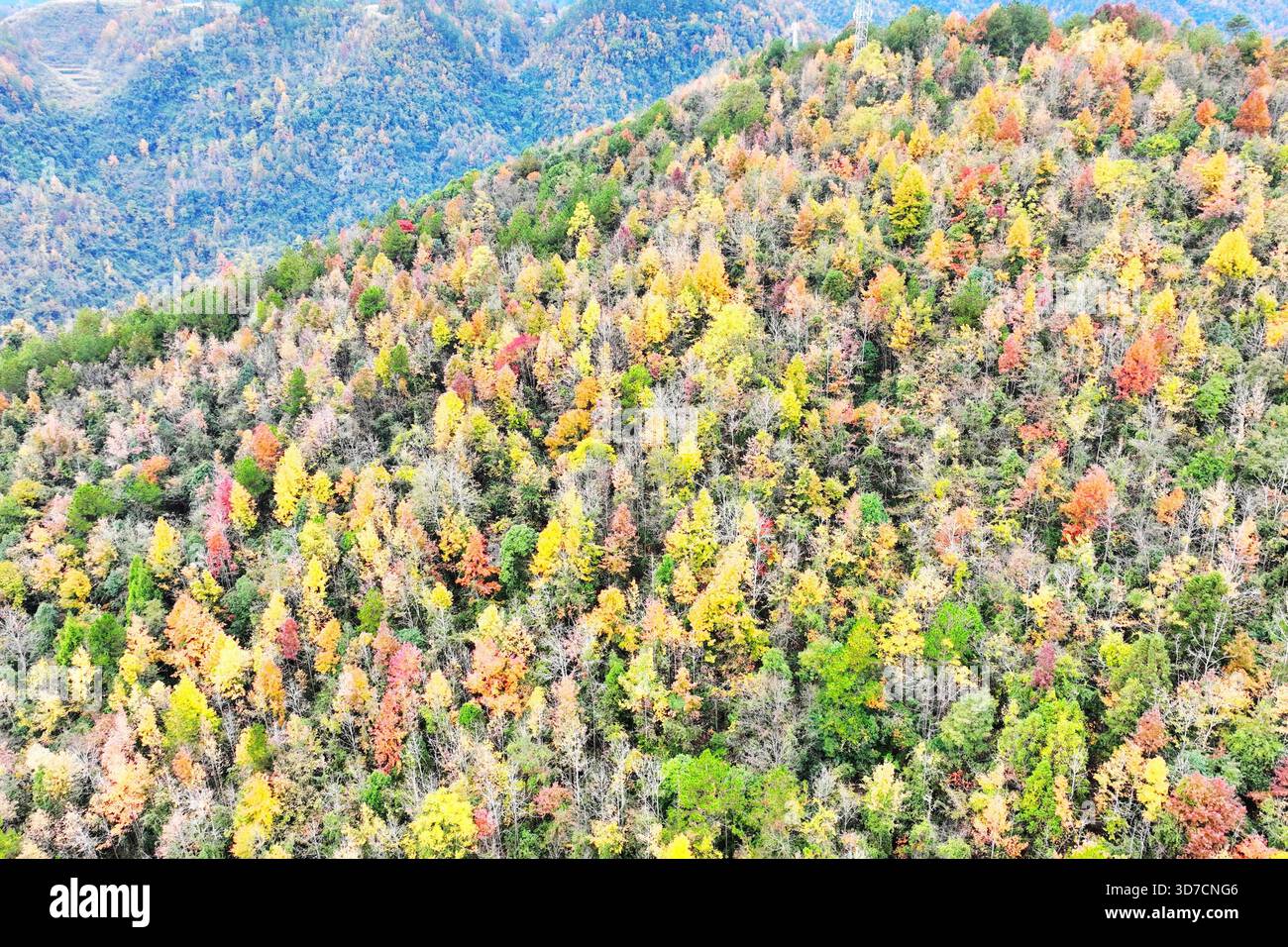 Aerial photo shows the winter scenery of a forest in Youyang County ...