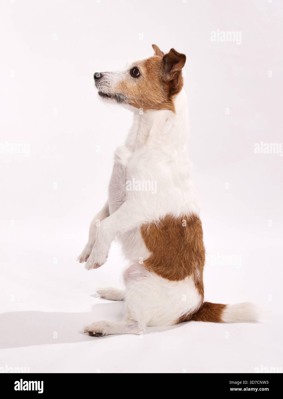 The dog balances upright on back legs with an alert pose in white space ...