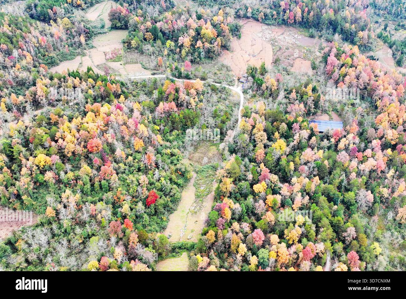 Aerial photo shows the winter scenery of a forest in Youyang County ...