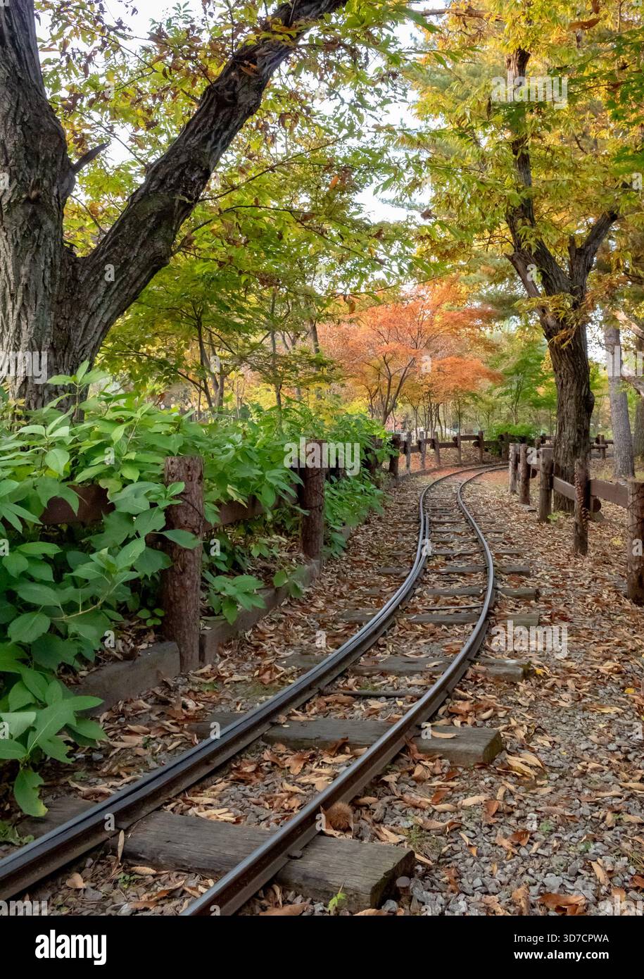 Colorful fall autumn foliage tree forest and train tracks at Nami ...