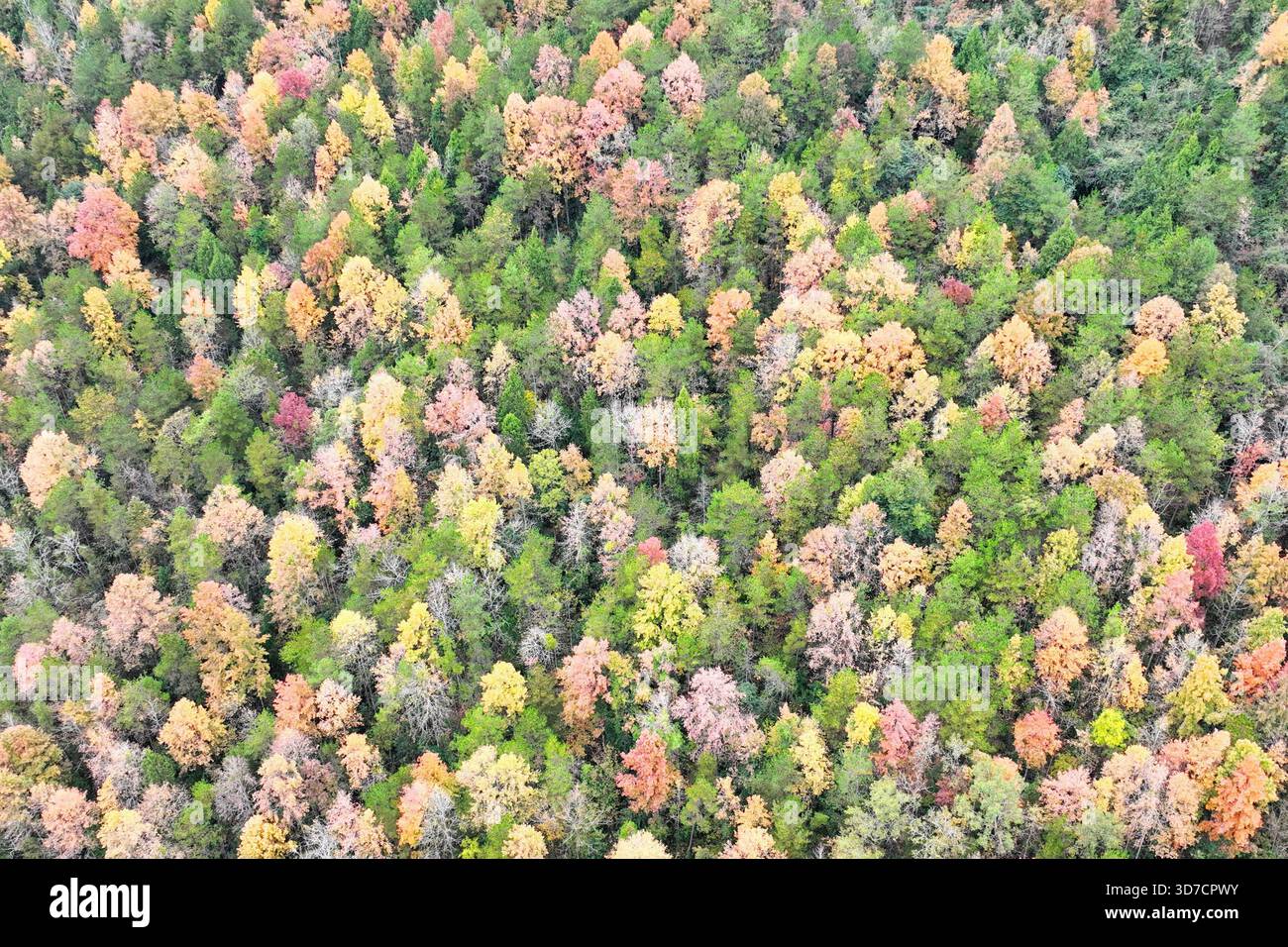 Aerial photo shows the winter scenery of a forest in Youyang County ...