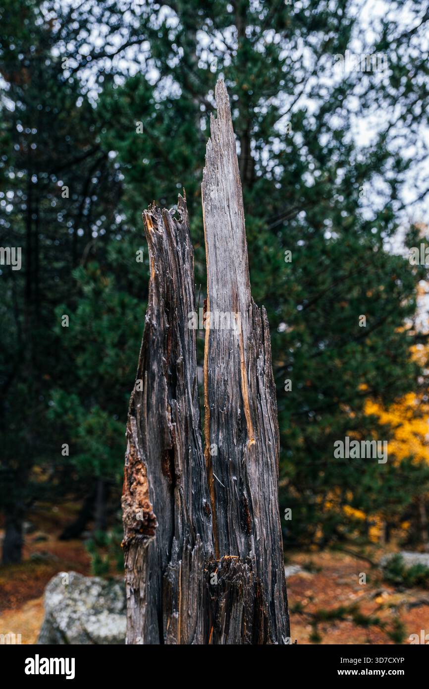 Sharp Splintered Remains of Old Weathered Tree Trunk, Wood Texture ...
