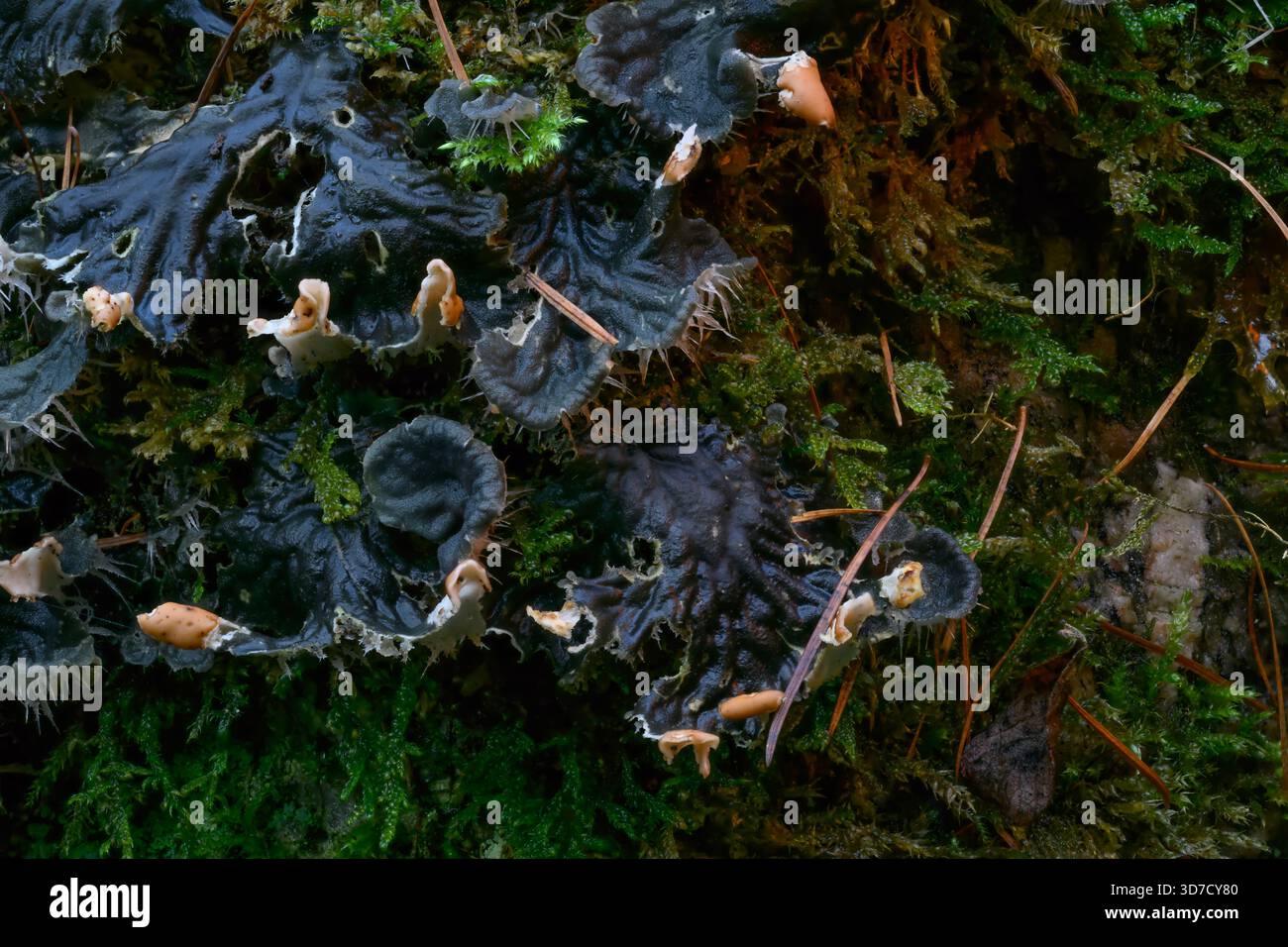 Common Dog Lichen (Peltigera membranacea) growing on stone wall ...