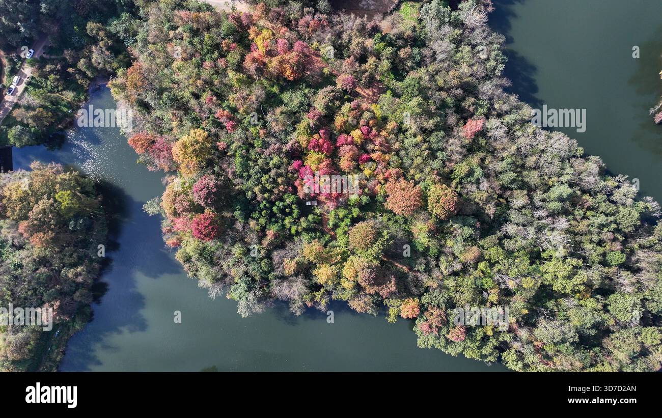 Aerial photo shows the red maple forest in Qianxinan Prefecture ...