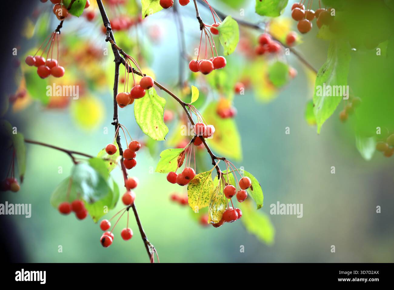 Crab apples are in the tree in Huai'an City, east China's Jiangsu ...