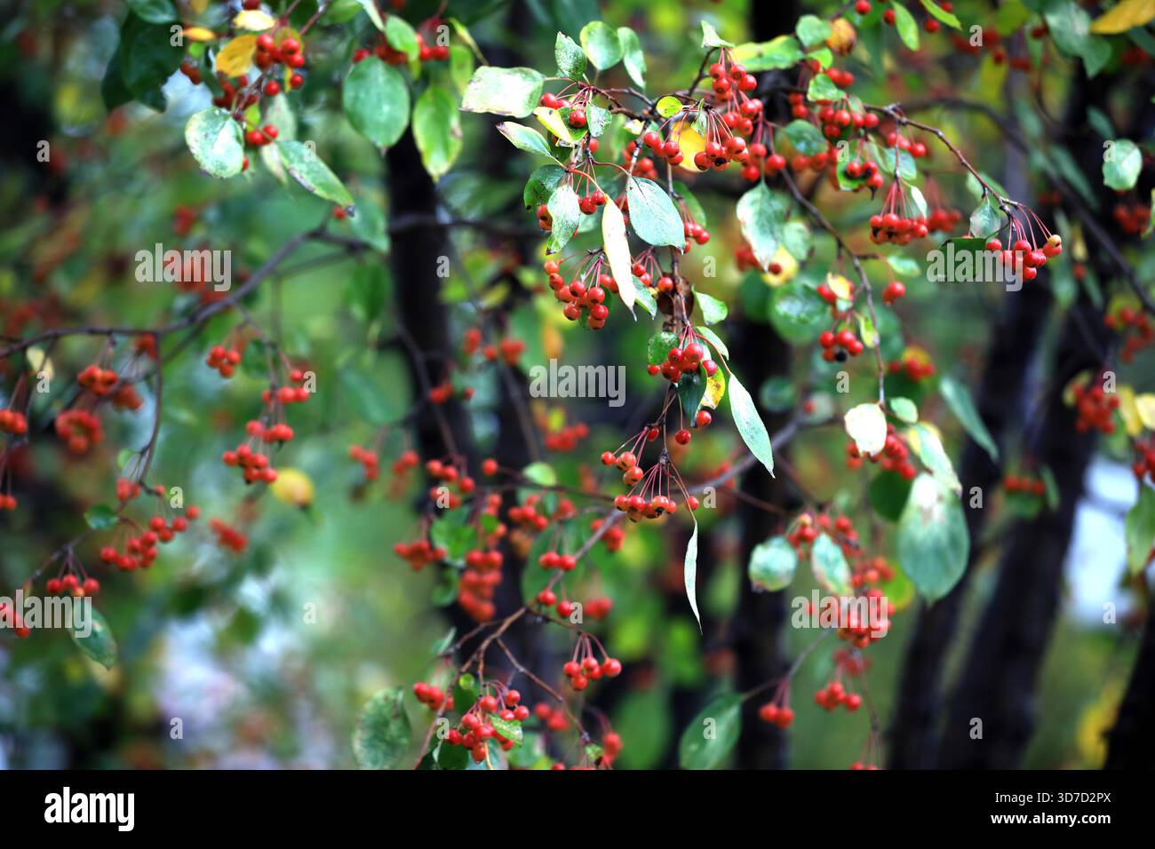 Crab apples are in the tree in Huai'an City, east China's Jiangsu ...