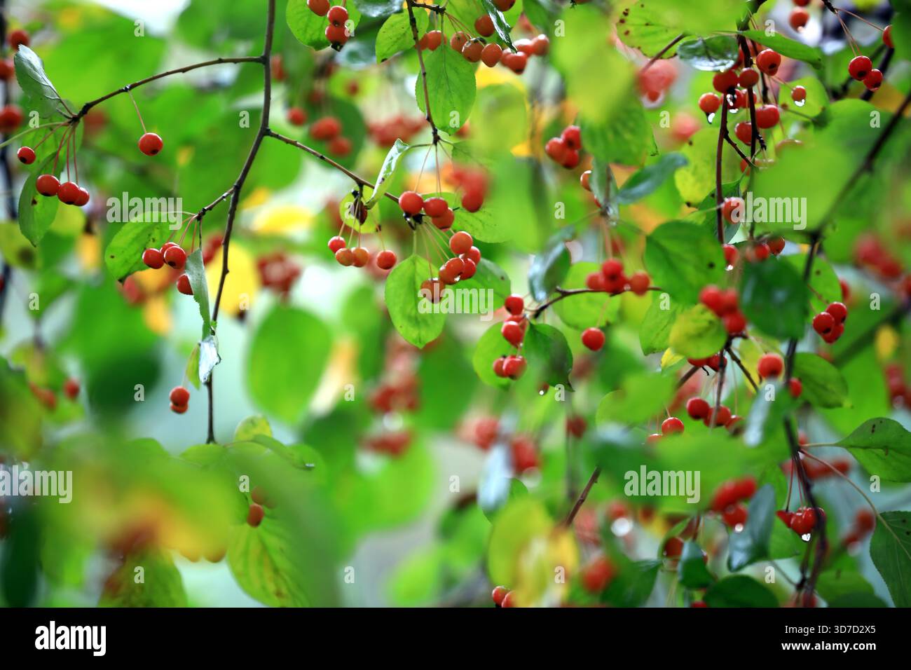 Crab apples are in the tree in Huai'an City, east China's Jiangsu ...